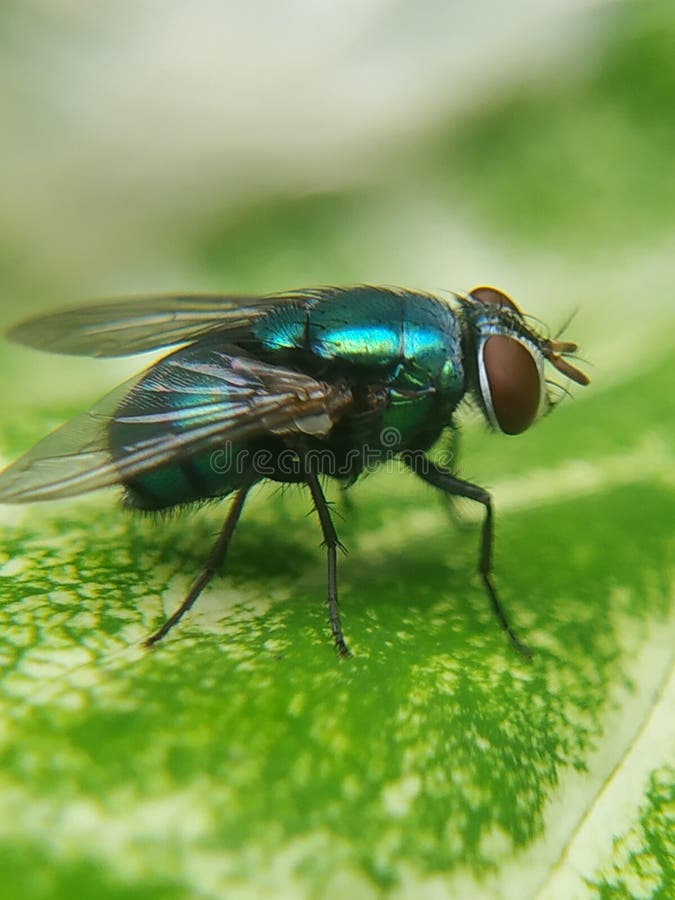 A Fly that Usually Lands on Food, Garbage or Carrion that Can Spread ...