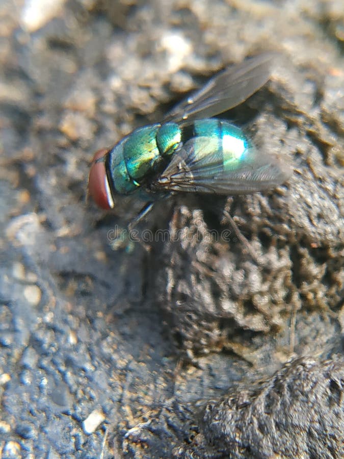 A Fly that Usually Lands on Food, Garbage or Carrion that Can Spread ...