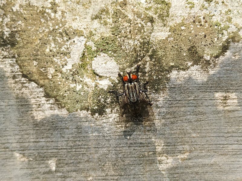 A Fly that Usually Lands on Food, Garbage or Carrion that Can Spread ...