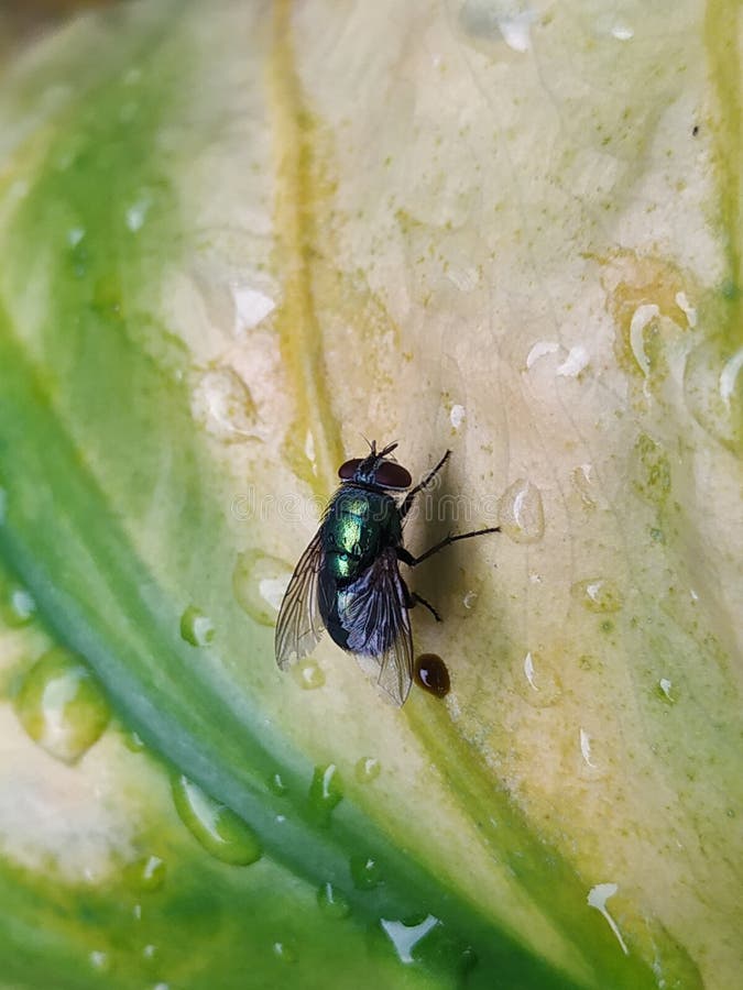 A Fly that Usually Lands on Food, Garbage or Carrion that Can Spread ...