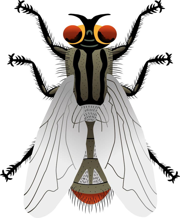 Fly vector stock illustration. Illustration of proboscis - 16912508