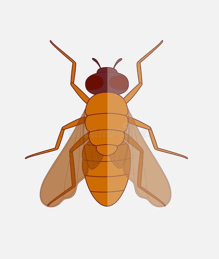 Fly Vector stock vector. Illustration of buzz, honeybee - 94297011