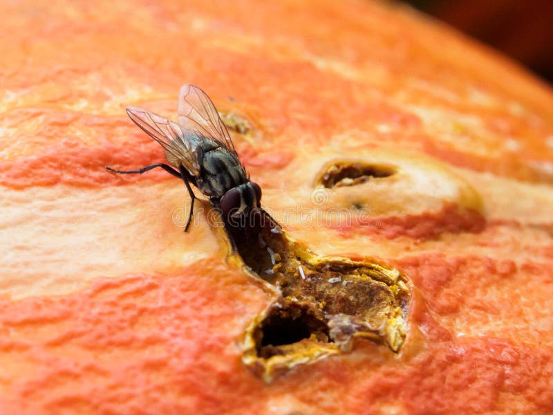 Fly on vegetable stock image. Image of pest, black, closeup - 82356299