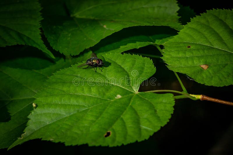 Fly on the Leaves in the Forest Stock Photo - Image of forest, insect ...