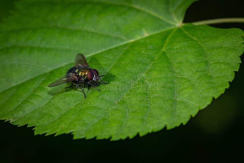 Fly on the Leaves in the Forest Stock Image - Image of foliage, insect ...