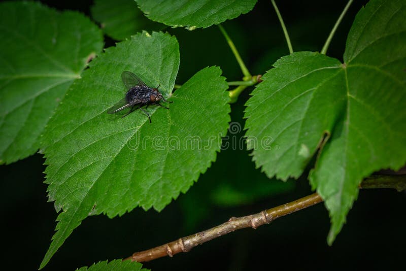 Fly on the Leaves in the Forest Stock Image - Image of insect, flytrap ...