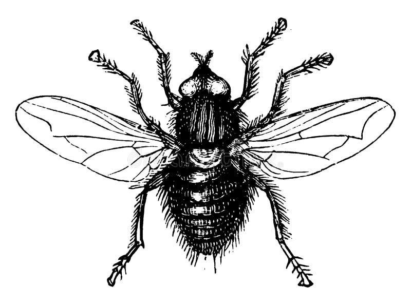Fly Diptera Stock Illustrations – 215 Fly Diptera Stock Illustrations ...