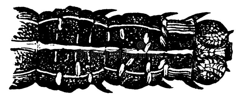 Order Diptera Stock Illustrations – 33 Order Diptera Stock ...