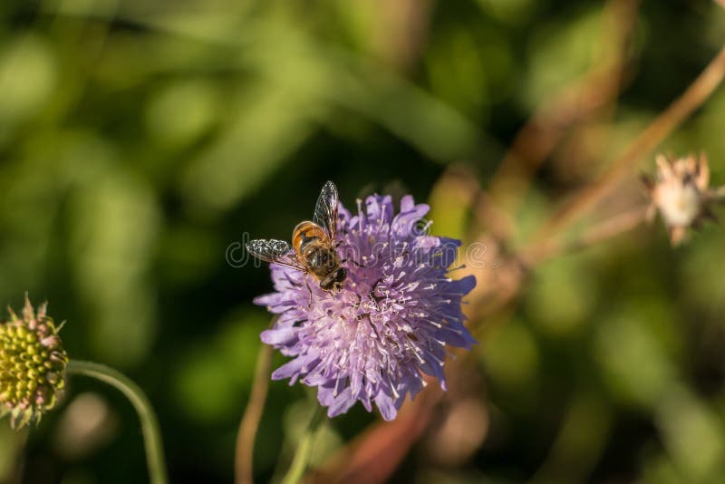 Fly on violet flower stock photo. Image of climate, freedom - 103991964