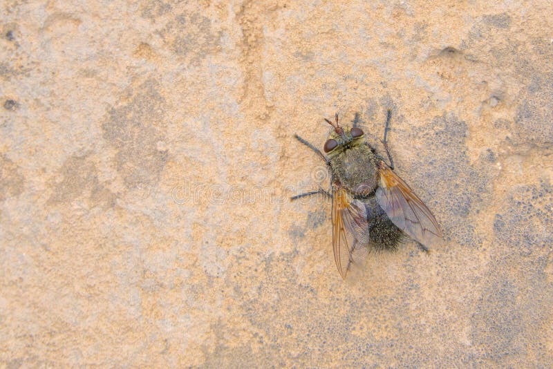 Fly on wall stock photo. Image of dipterans, animal - 242540790