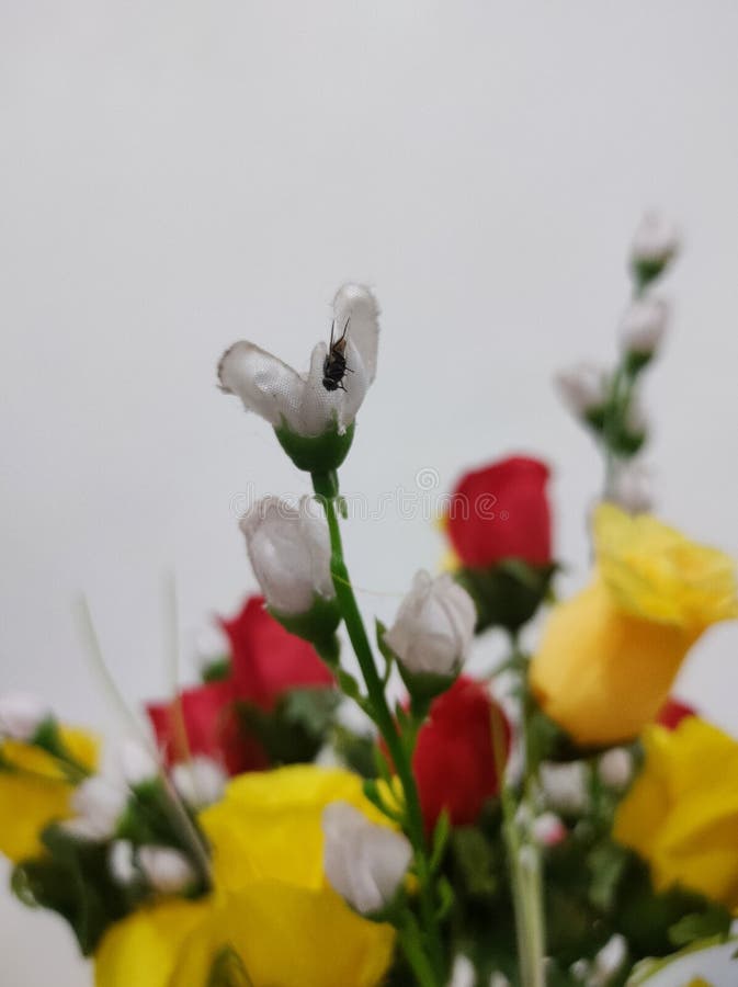 A Fly Was Perched on a Fake Flower on Stock Image - Image of rose ...