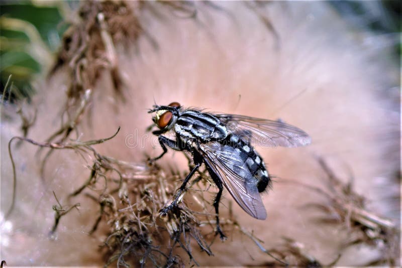 Fly Washing Itself on a Flowered Plant Stock Image - Image of close ...
