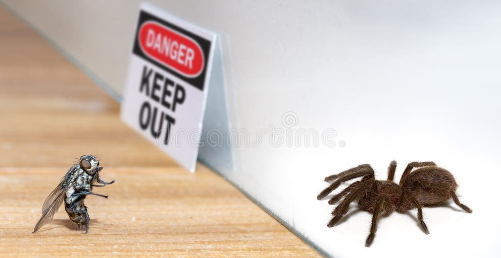 A Fly is Watching a Dangerous Spider in a Terrarium Stock Image - Image ...