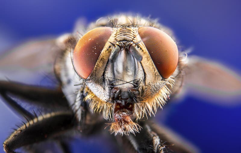 Fly, Water Drops, Wet, Rain, Macro, Big Fly Eyes Stock Photo - Image of ...