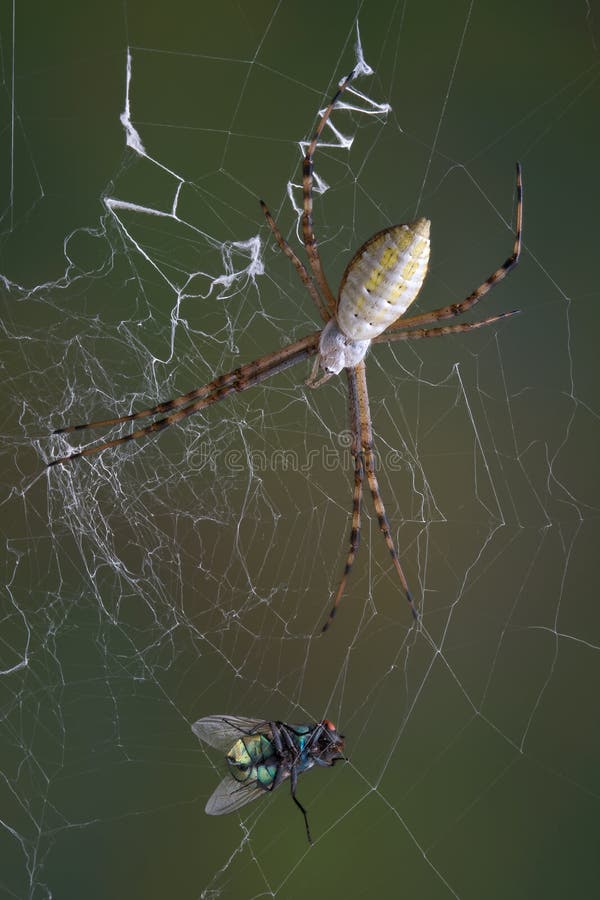 Fly in the web stock photo. Image of animal, argiope - 15667794
