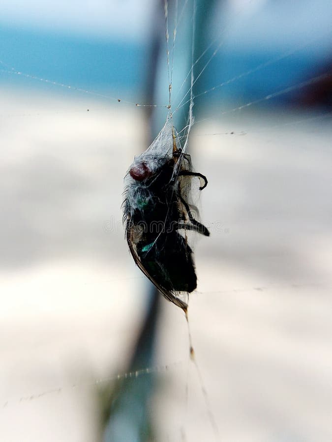 A fly in the web stock image. Image of insect, dead, spider - 82145459