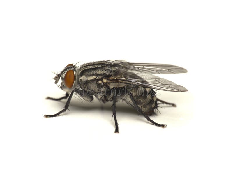 Magnified fly insect stock photo. Image of home, horrifying - 1909750