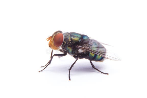 Small Fly Isolated on a White Background. Stock Image - Image of ...