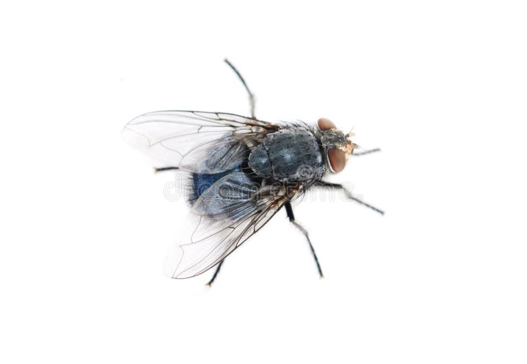 Fly on a white background stock photo. Image of wing - 19780386