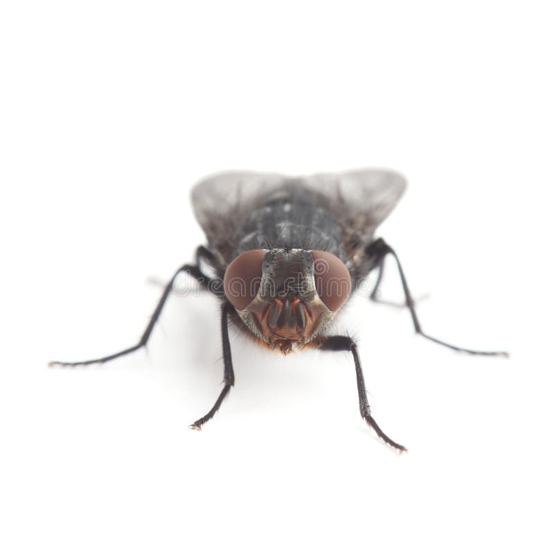 Fly on white stock image. Image of hairy, close, closeup - 131821655