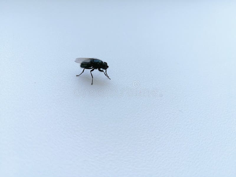 Fly on a white background stock image. Image of space - 183544299