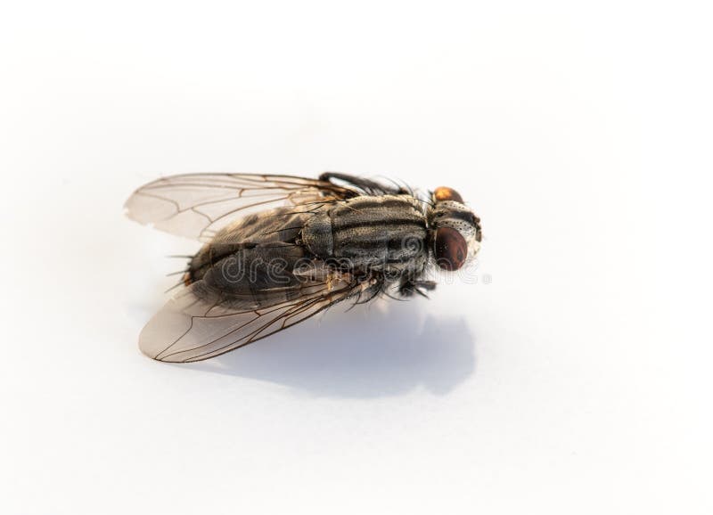Fly in white stock image. Image of animals, insect, macro - 127747971