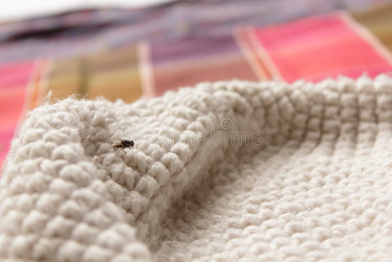 Fly stock image. Image of flies, fashion, color, clean - 46291283