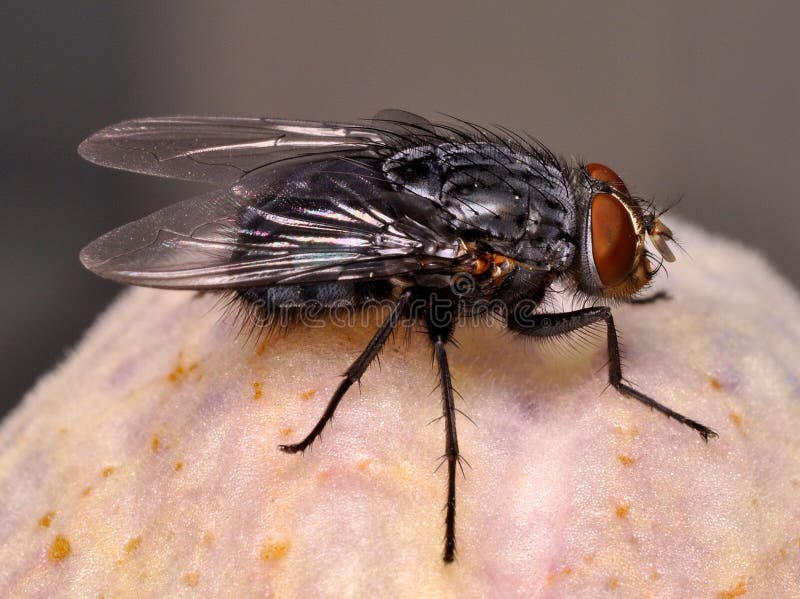 Fly drinking water stock photo. Image of flies, garden - 5611352