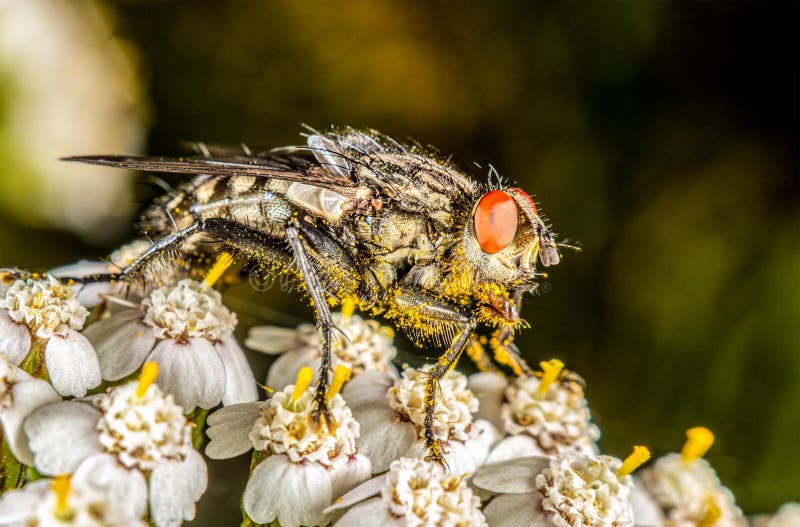 Flower, Flora, Insect, Nectar Picture. Image: 133773511