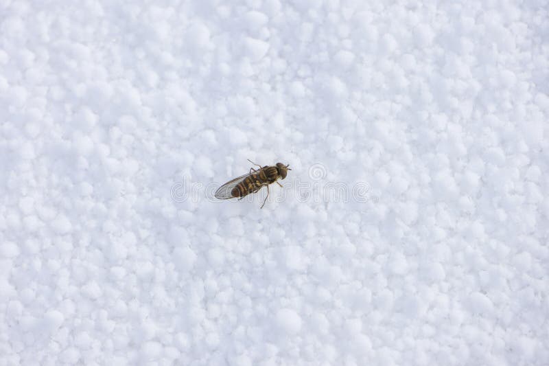 Fly on white fluffy snow stock photo. Image of insect - 298724844