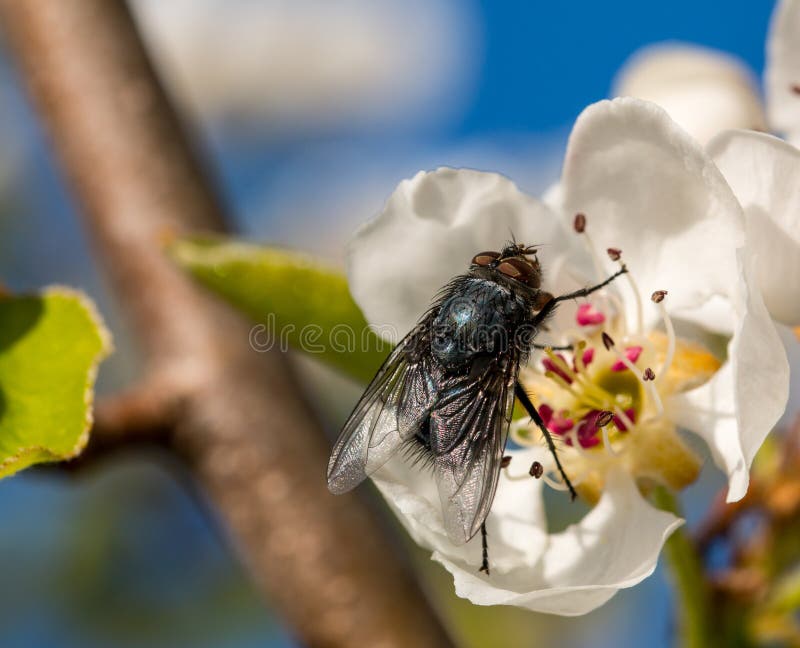 Fly on flower stock photo. Image of white, insect, green - 174834164