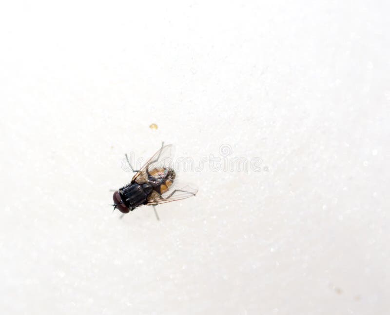 Fly on White Sweet Cotton Wool. Stock Image - Image of sugar, syrup ...