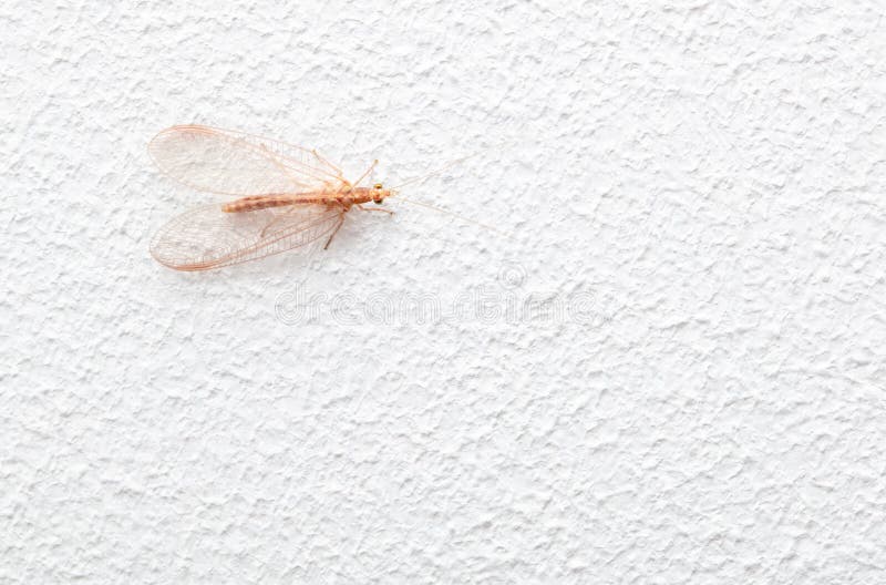 Fly on a white wall. Macro stock photo. Image of wild - 301529356