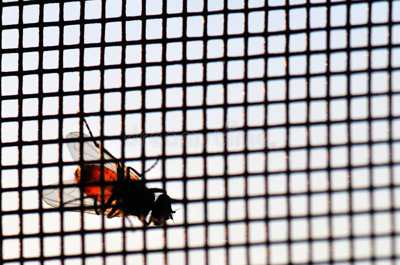 Fly on the wind screen stock image. Image of insect, legs - 7742491