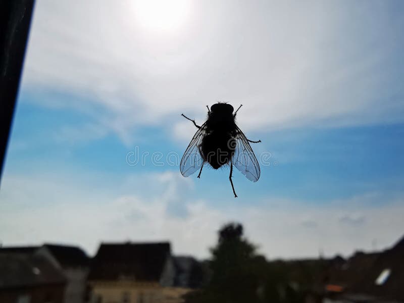 Fly at the window stock photo. Image of pane, diptera - 189478778