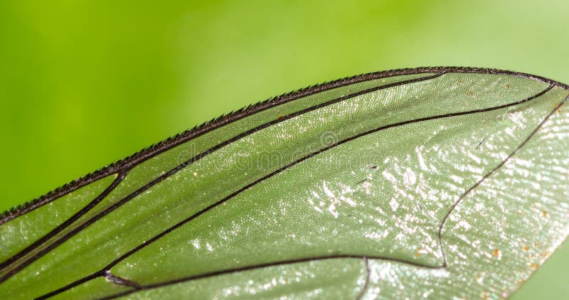 Fly Wing Isolated on Nature Stock Image - Image of slim, dragon: 200139203