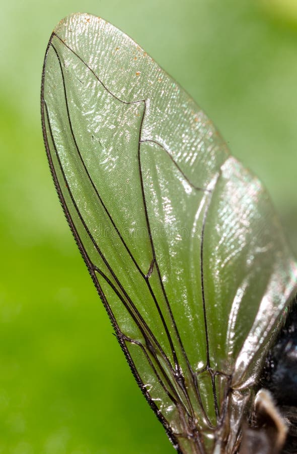 Fly Wing Isolated on Nature Stock Photo - Image of design, damselfly ...