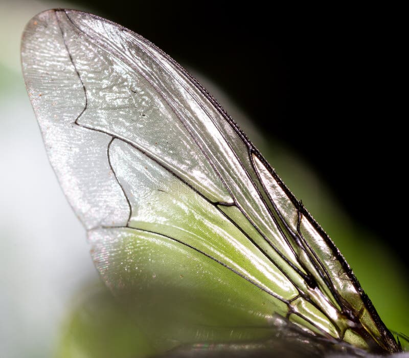 Fly Wing Isolated on Nature Stock Image - Image of light, wildlife ...