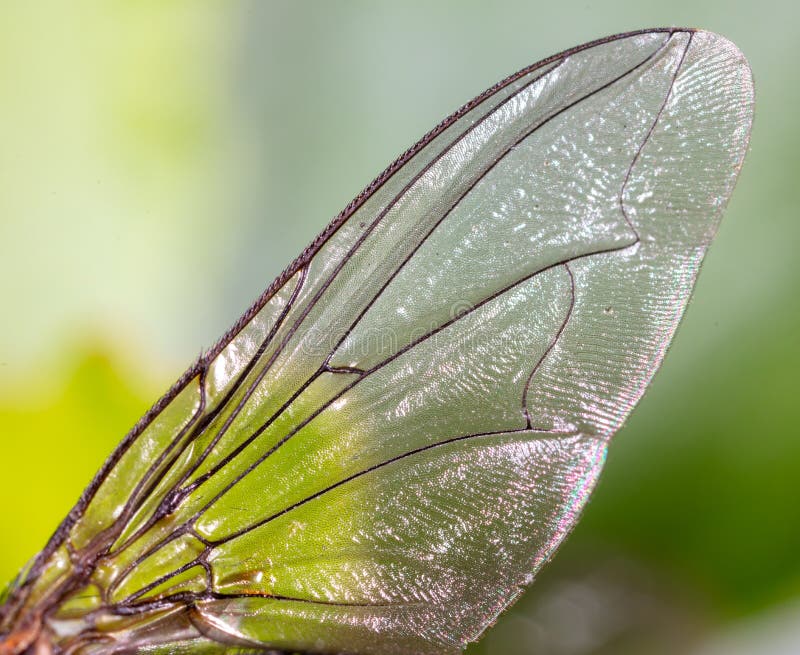 Fly Wing Isolated on Nature Stock Photo - Image of macro, green: 203856744