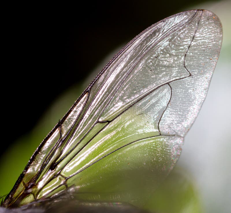 Fly Wing Isolated on Nature. Stock Photo - Image of slim, damselfly ...