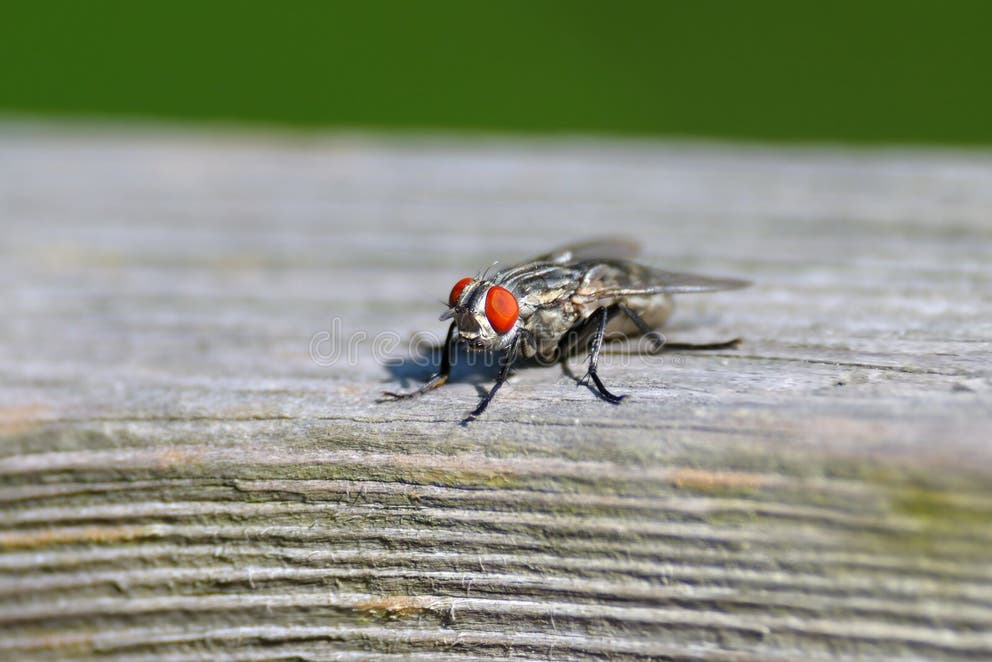 Fly on Wood stock photo. Image of insect, flying, wing - 11120364