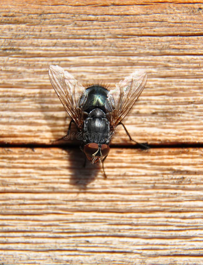 Fly on wood stock image. Image of macro, wings, nature - 11894813