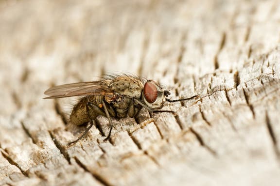 Fly on wood stock image. Image of decayed, spring, close - 19175753