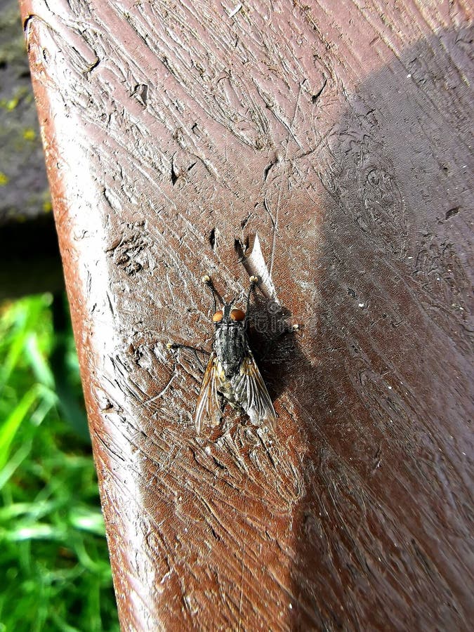 Closeup of fly on wood stock image. Image of animals - 51776933