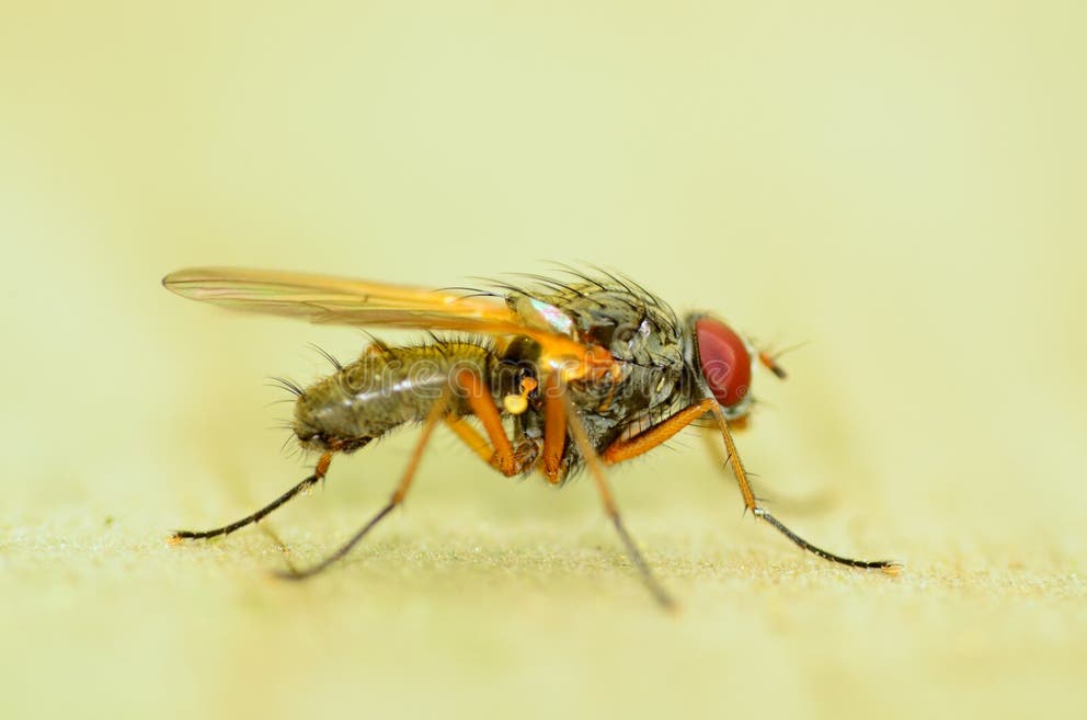 Fly on a Wood Plank stock image. Image of vibrant, housefly - 31212773