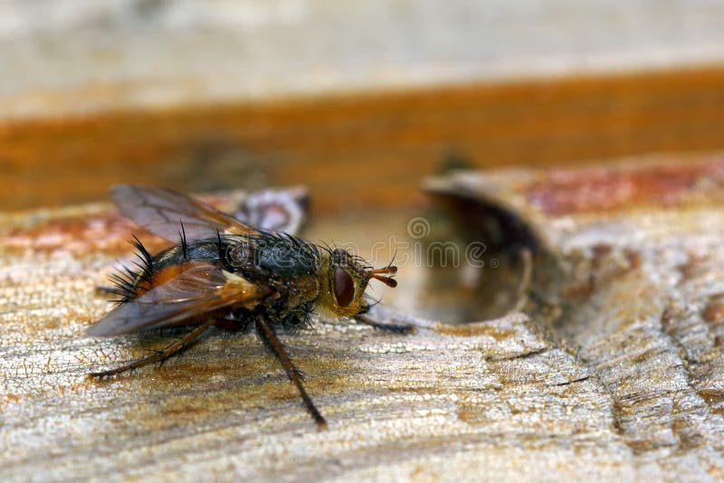 Fly on wood stock image. Image of life, food, blow, animal - 49919935
