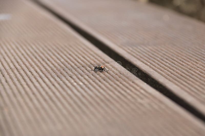 Fly on Wood Terrace stock photo. Image of black, gray - 133041294