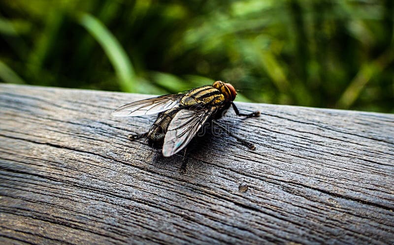 Fly stock image. Image of wildlife, outside, macro, nature - 99609789