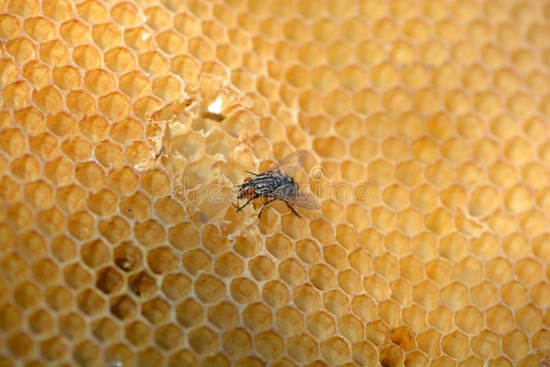 Fly work on honeycomb stock image. Image of eating, food - 45754503
