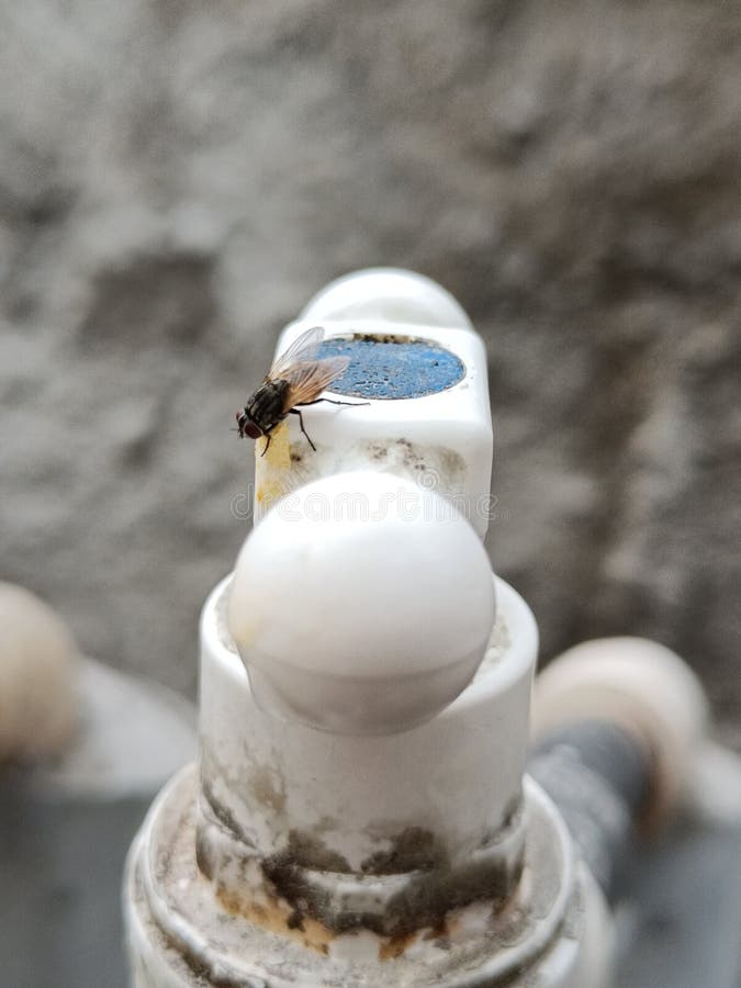 Fly always in work stock photo. Image of poor, micro - 258724756